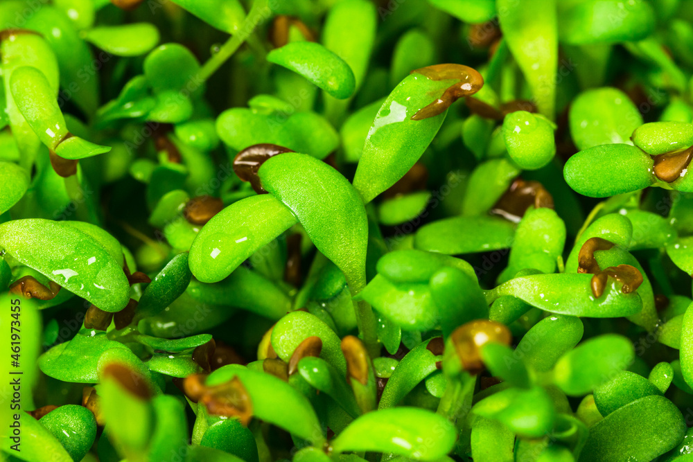 Lucerne microgreen in seedling pot on white background. Alfalfa green ...