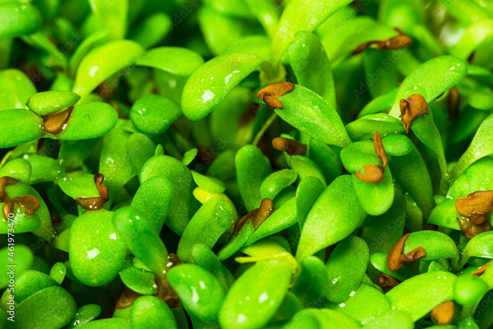 Lucerne microgreen close up. Alfalfa green sprouts macro shot. Young ...