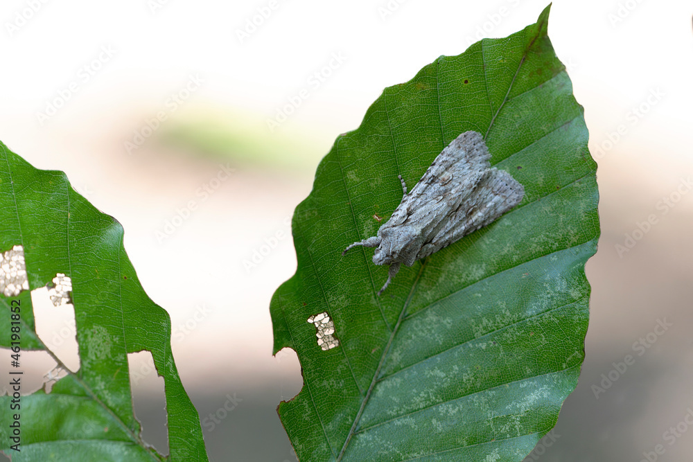 Sycamore moth Acronicta aceris sitting on a Beech leaf Stock Photo ...