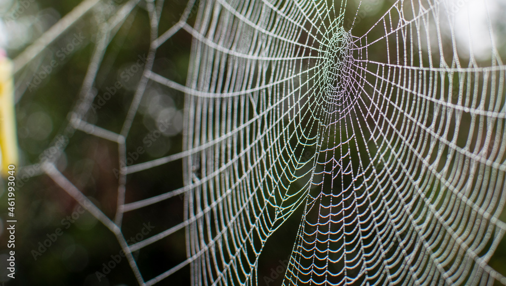 Fototapeta Zielony Cobwebs in summer, phenomenon of spiders migration ...
