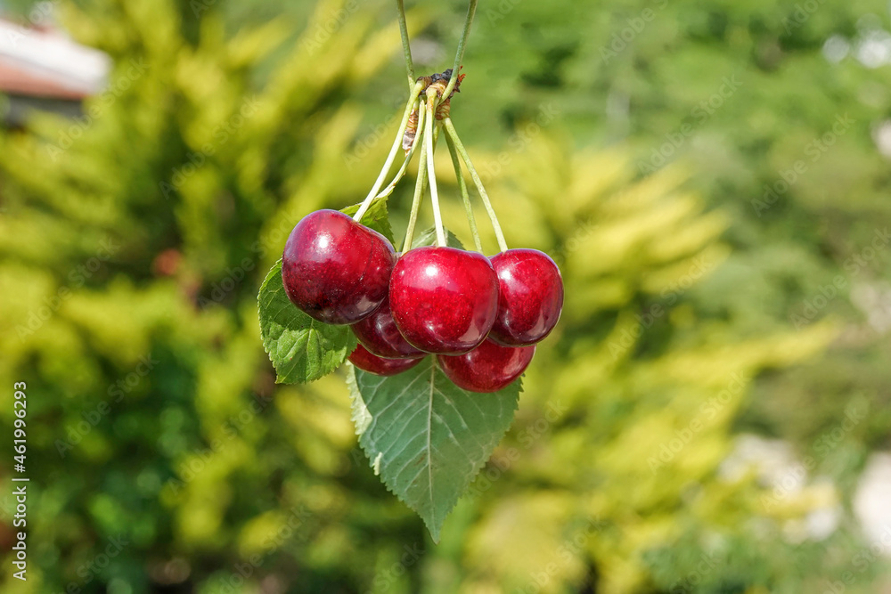 The fruit of the cherry tree among its leaves Stock Photo | Adobe Stock