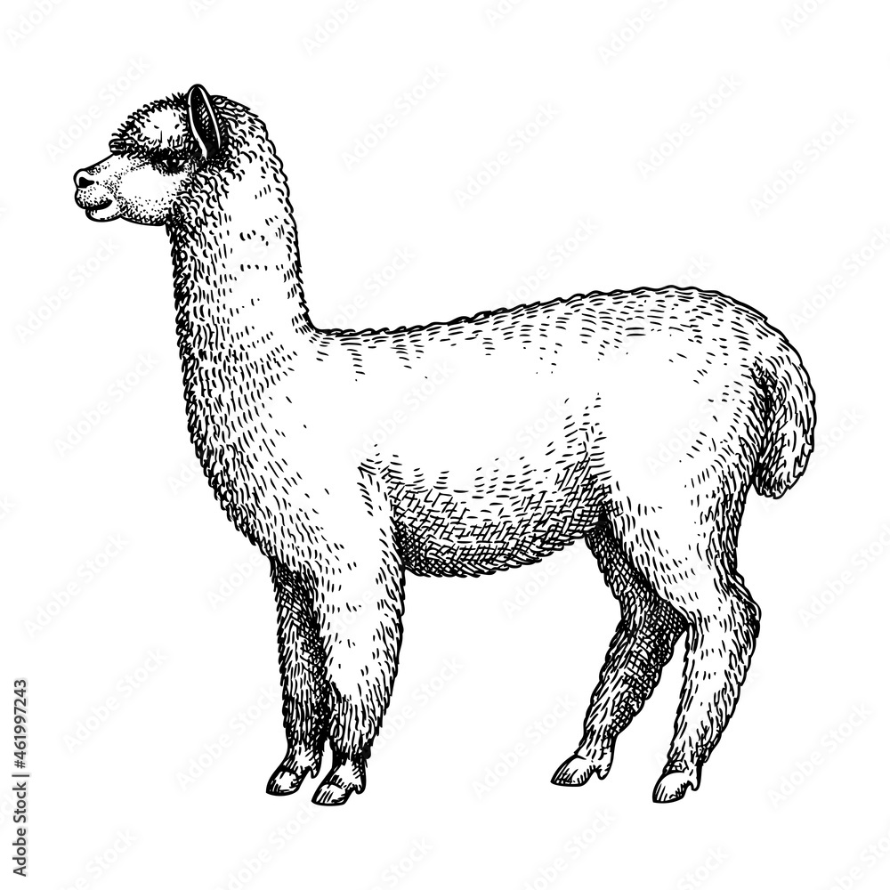 Hand-sketched alpaca vector illustration. Cute farm animal hand-drawing ...