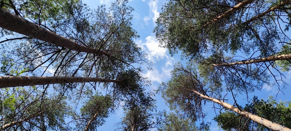 Tall pine trees in forest. A small forest, light brown trunks of pine ...