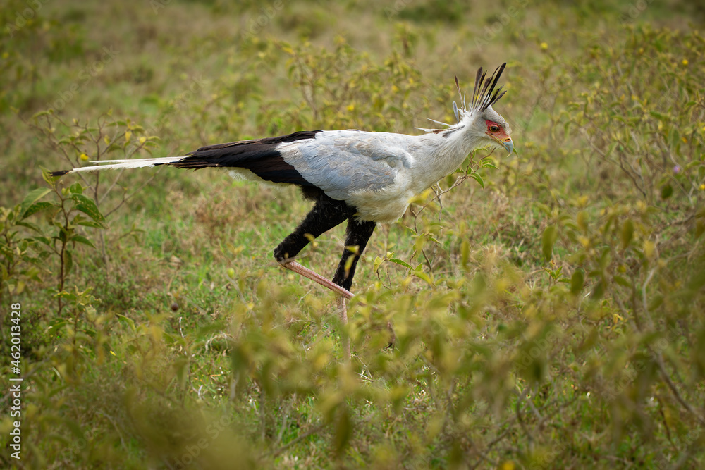 Secretarybird or Secretary Bird - Sagittarius serpentarius large ...