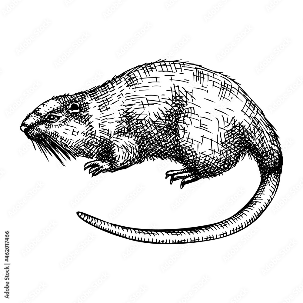 Hand-sketched nutria vector illustration. Cute farm animal hand-drawing ...