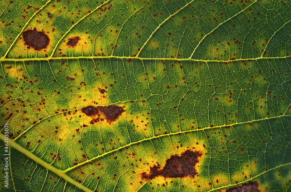 Brown spots on the leaf because plant disease Stock Photo | Adobe Stock