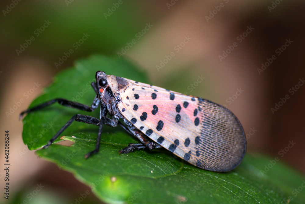 Chinese Invasive Spotted Lanternfly invasive bug on leaf Stock Photo ...
