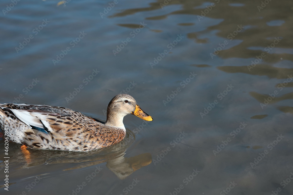 Ente, Duck Stock Photo | Adobe Stock