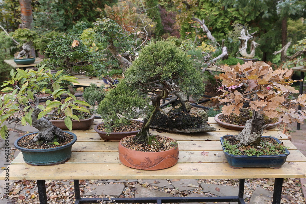 Bonsai, little tree in traditional Japanese garden. Bonsai tree. Bonsai ...