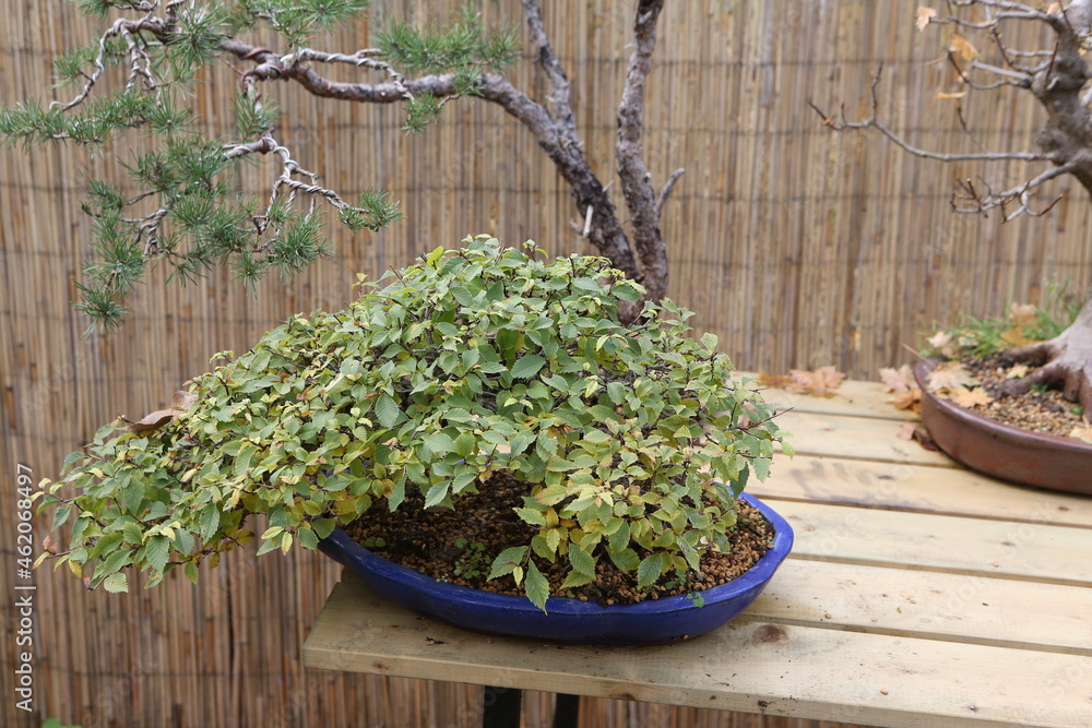 Bonsai, little tree in traditional Japanese garden. Bonsai tree. Bonsai ...