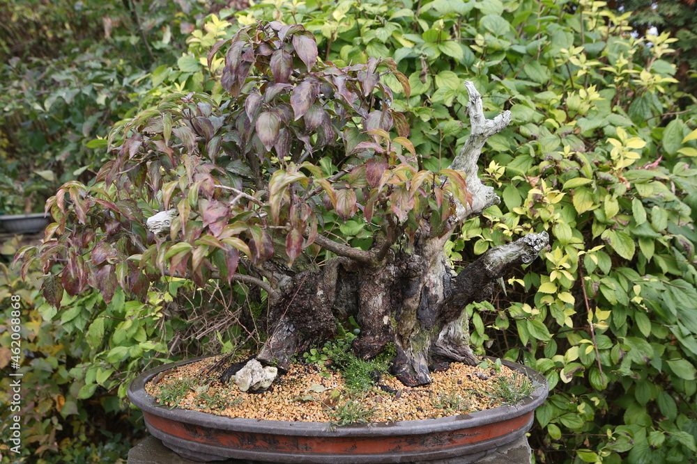 Bonsai, little tree in traditional Japanese garden. Bonsai tree. Bonsai ...