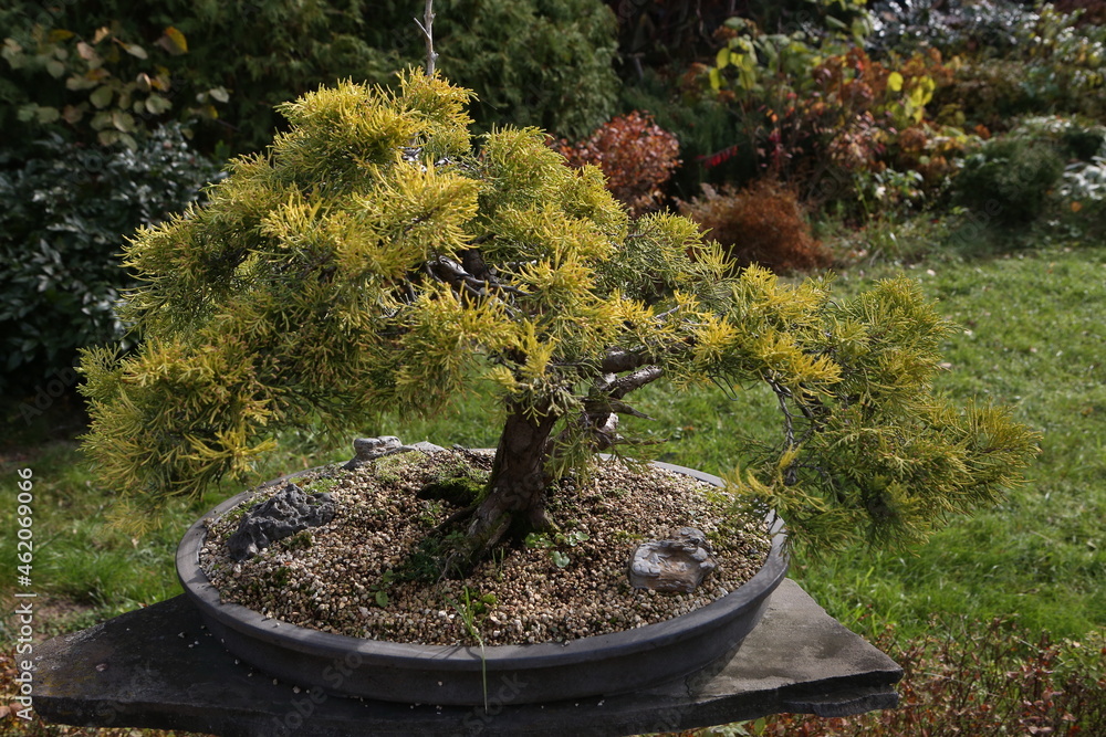 Bonsai, little tree in traditional Japanese garden. Bonsai tree. Bonsai ...
