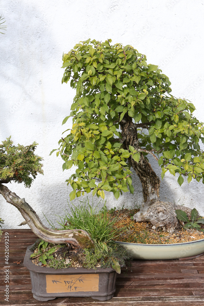 Bonsai, little tree in traditional Japanese garden. Bonsai tree. Bonsai ...