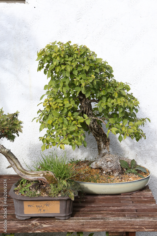 Bonsai, little tree in traditional Japanese garden. Bonsai tree. Bonsai ...