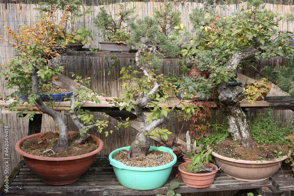 Bonsai, little tree in traditional Japanese garden. Bonsai tree. Bonsai ...
