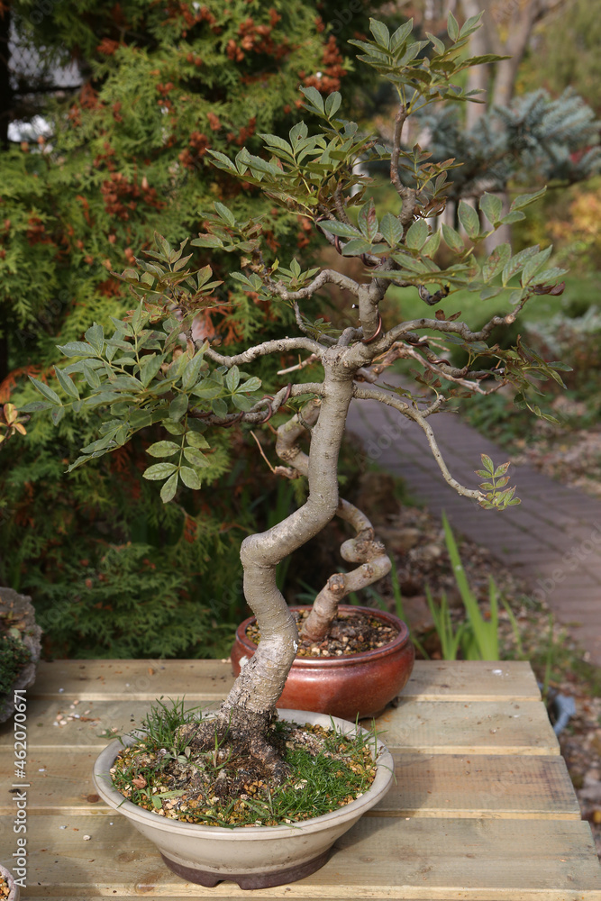 Bonsai, little tree in traditional Japanese garden. Bonsai tree. Bonsai ...