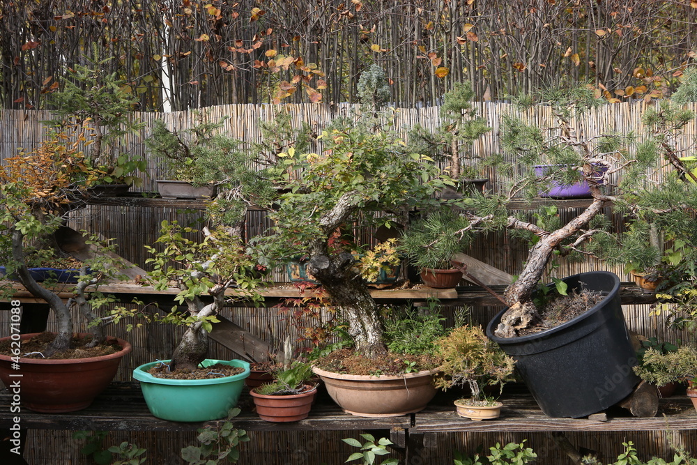 Bonsai, little tree in traditional Japanese garden. Bonsai tree. Bonsai ...