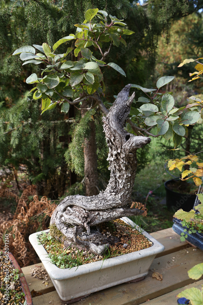 Bonsai, little tree in traditional Japanese garden. Bonsai tree. Bonsai ...