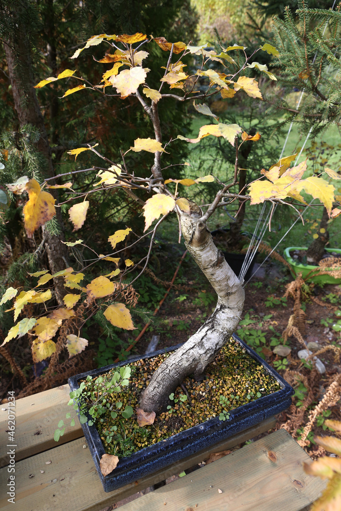 Bonsai, little tree in traditional Japanese garden. Bonsai tree. Bonsai ...