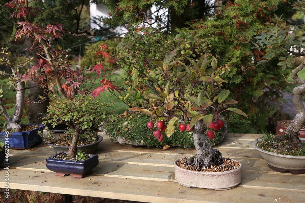Bonsai, little tree in traditional Japanese garden. Bonsai tree. Bonsai ...