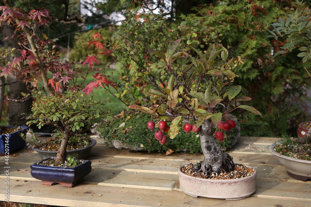 Bonsai, little tree in traditional Japanese garden. Bonsai tree. Bonsai ...