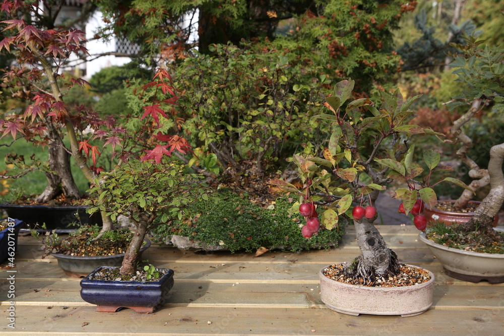 Bonsai, little tree in traditional Japanese garden. Bonsai tree. Bonsai ...