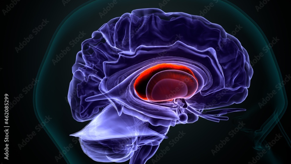 3d illustration of human brain Brain caudate nucleus Anatomy. Stock ...