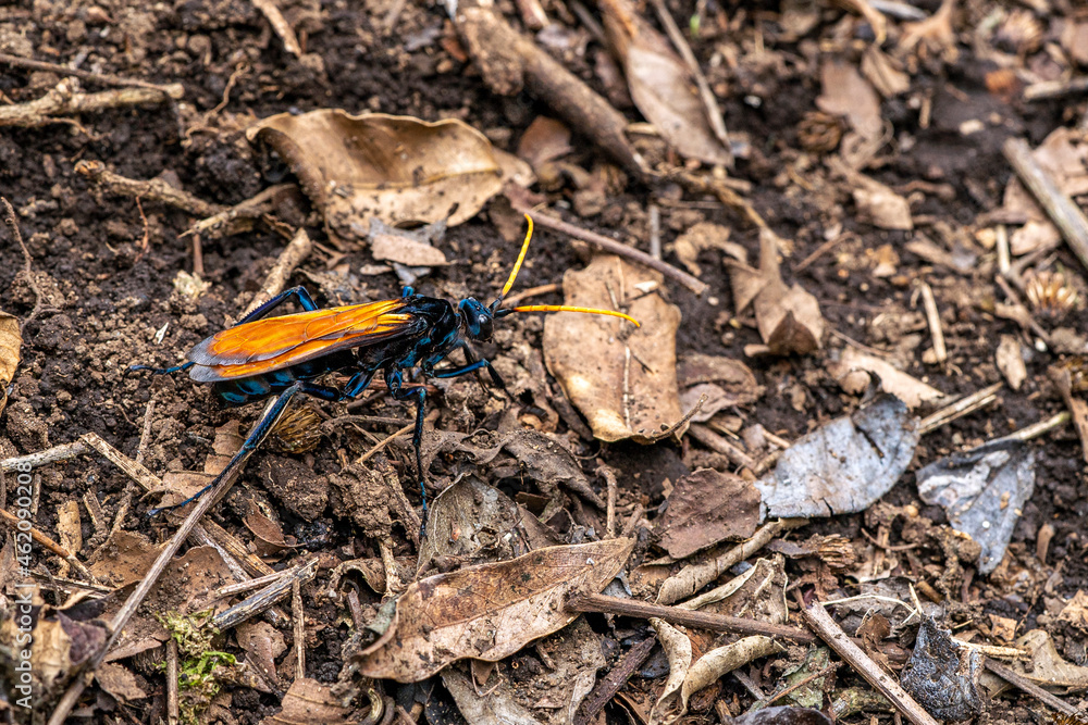 Red sensors. Insects in Costa Rica, Monteverde rainforest. Stock Photo ...