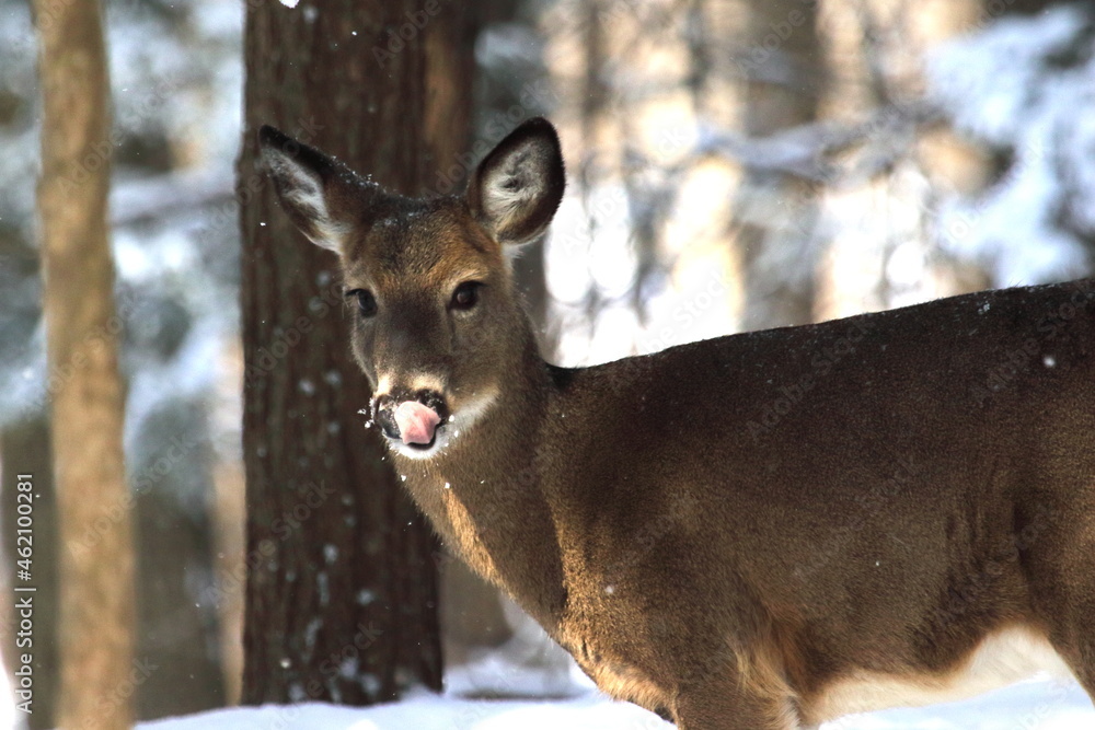 Cerf de virginie, white-tailed deer dans son environnement naturel ...