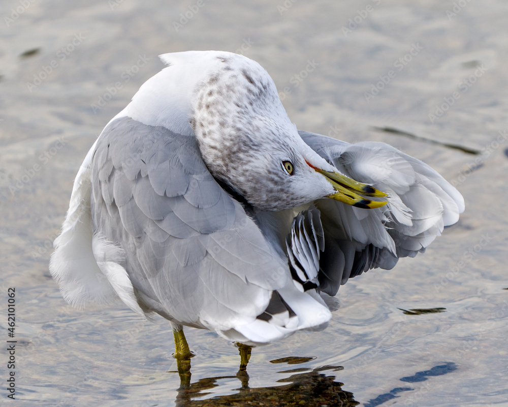 Seagull Stock Photo and Image. close-up profile view cleaning wings in ...