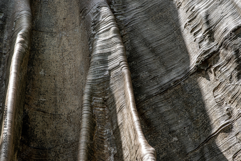 Details of The image of The largest and highest giant tree in Ban Sanam ...