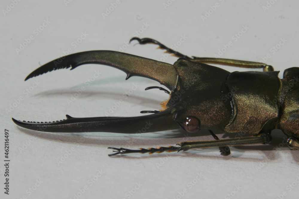 Macro golden stag beetle Cyclommatus metallifer finae with shadow on ...