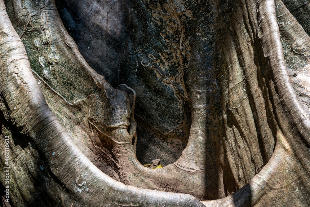 Details of The image of The largest and highest giant tree in Ban Sanam ...