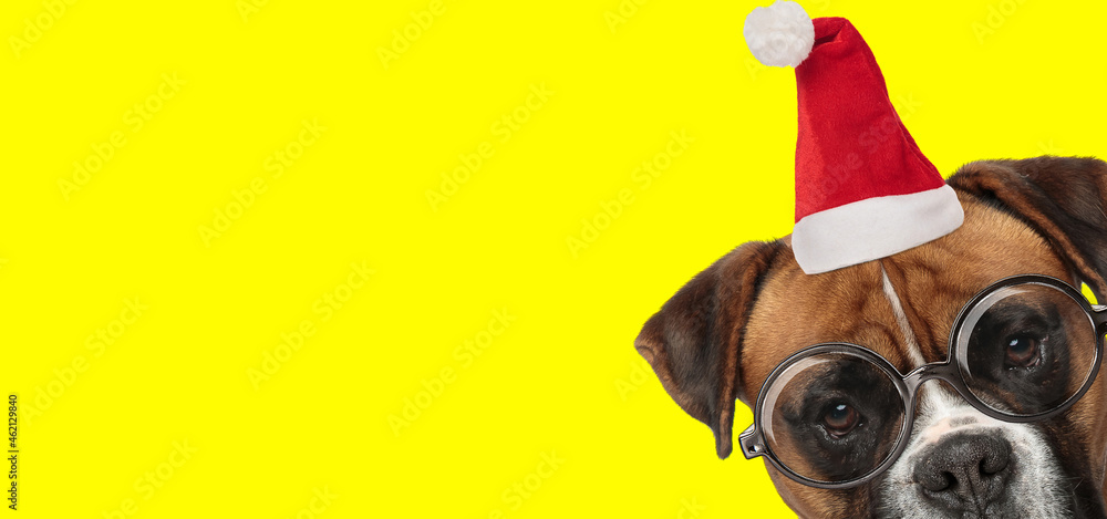 boxer dog hiding his face from camera Stock Photo | Adobe Stock