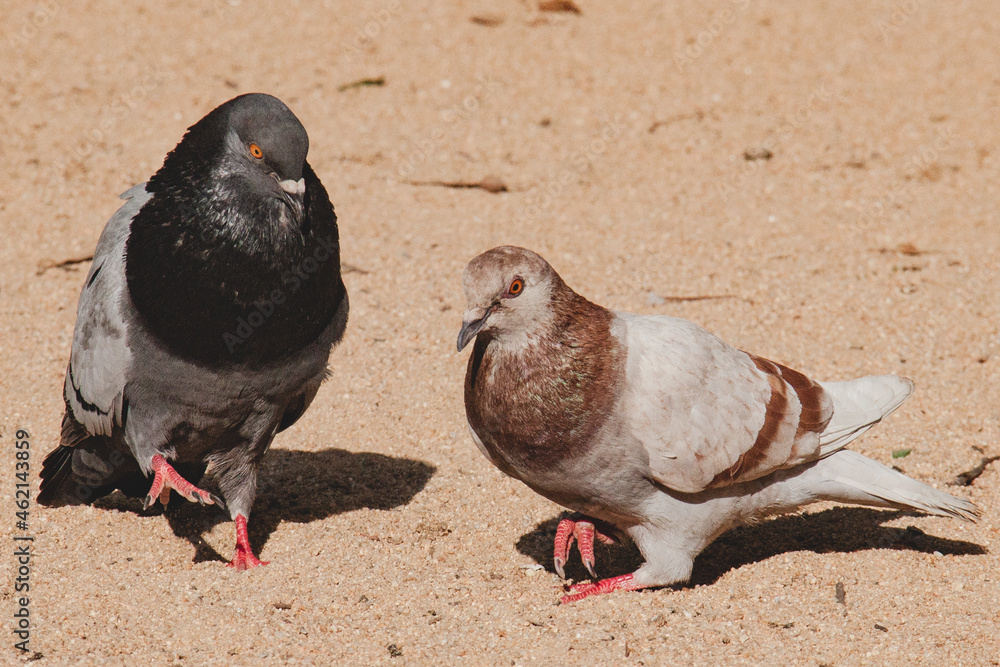 Palomas birds city ciudad colores colours arena sand Stock Photo ...