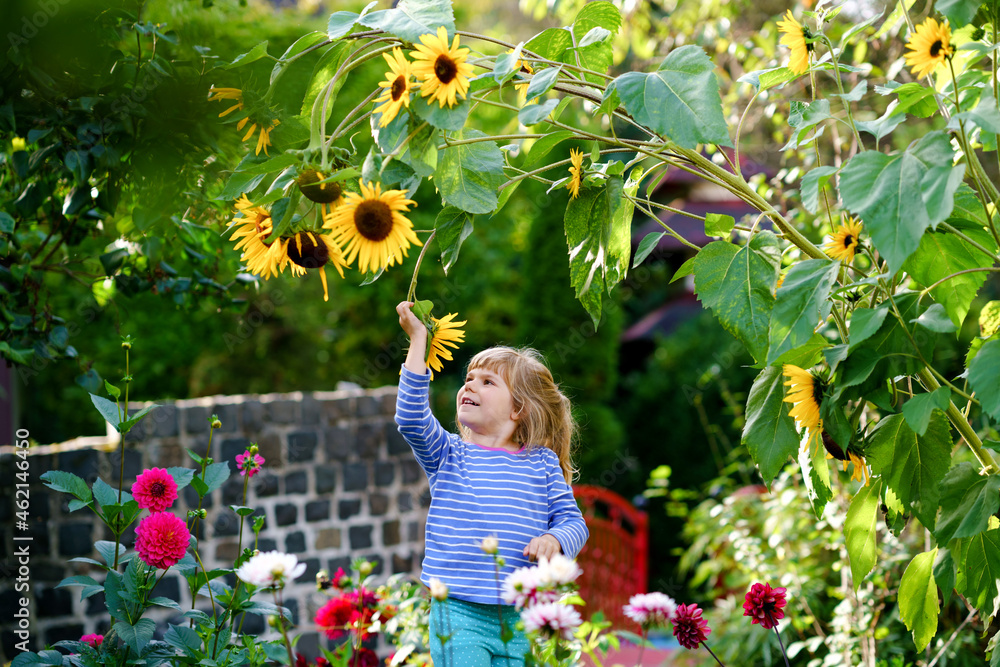 Little preschool girl with huge sunflower in domestic garden. Happy ...