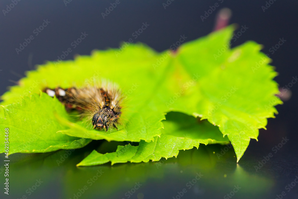 Grass moth, acronicta rumicis larvae, caterpillar climbing on leaves ...