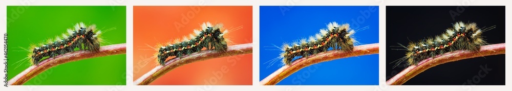 Set of four grass moth, acronicta rumicis larvae, caterpillar climbing ...