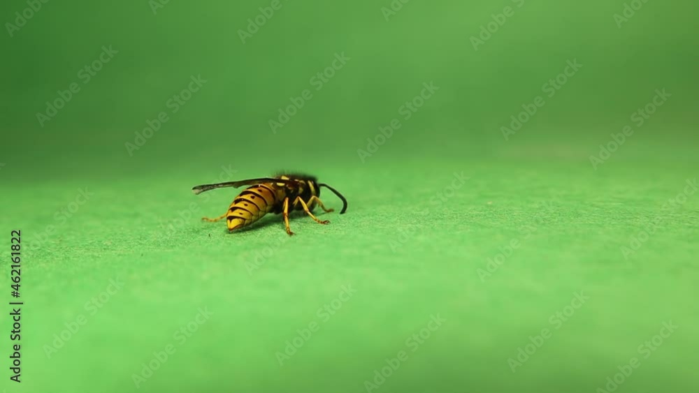 European wasp on green background. Also called yellow hornet, German ...