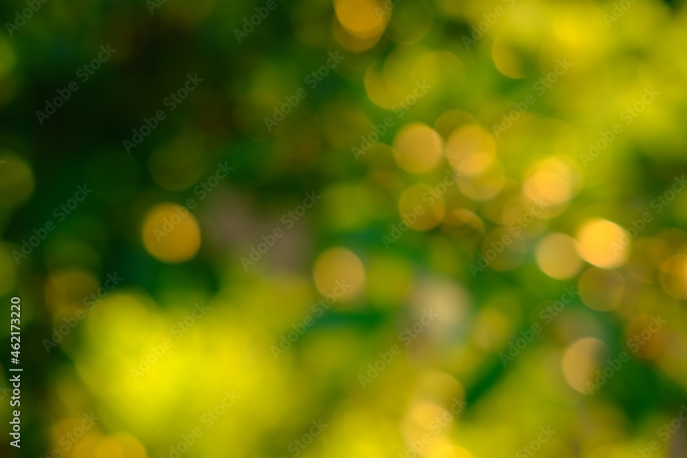Nature abstract green and yellow gold bokeh blurred background,Sunlight ...
