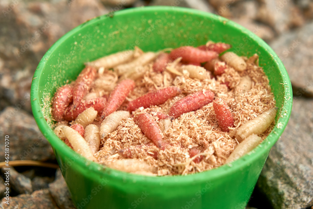 Fotka „Fly larvae for a fisherman in a bank on the rocks by the river ...