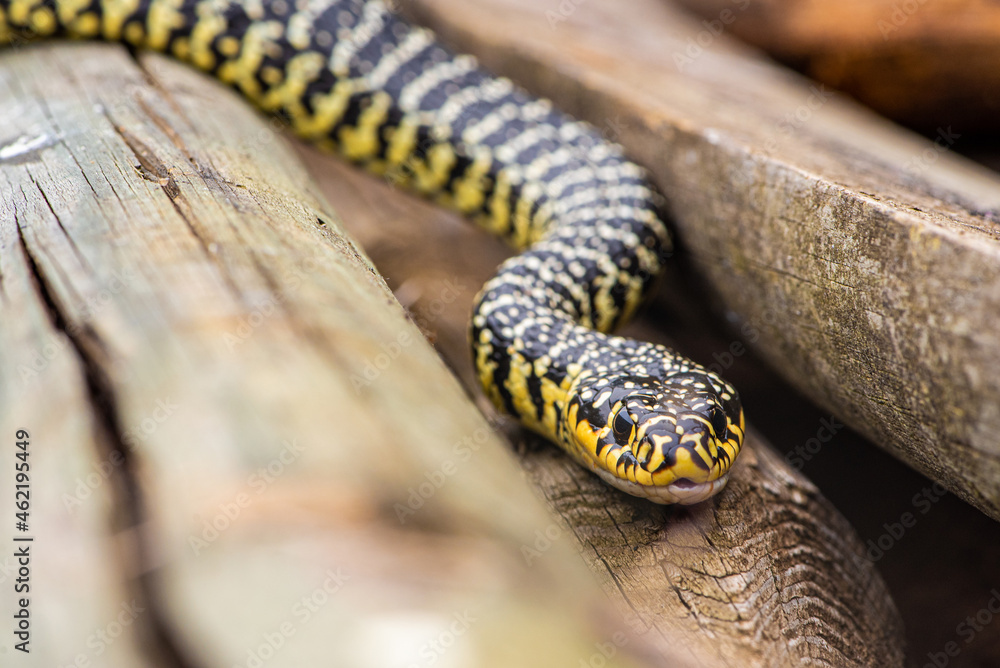 Couleuvre verte et jaune, Hierophis viridiflavus Stock Photo | Adobe Stock