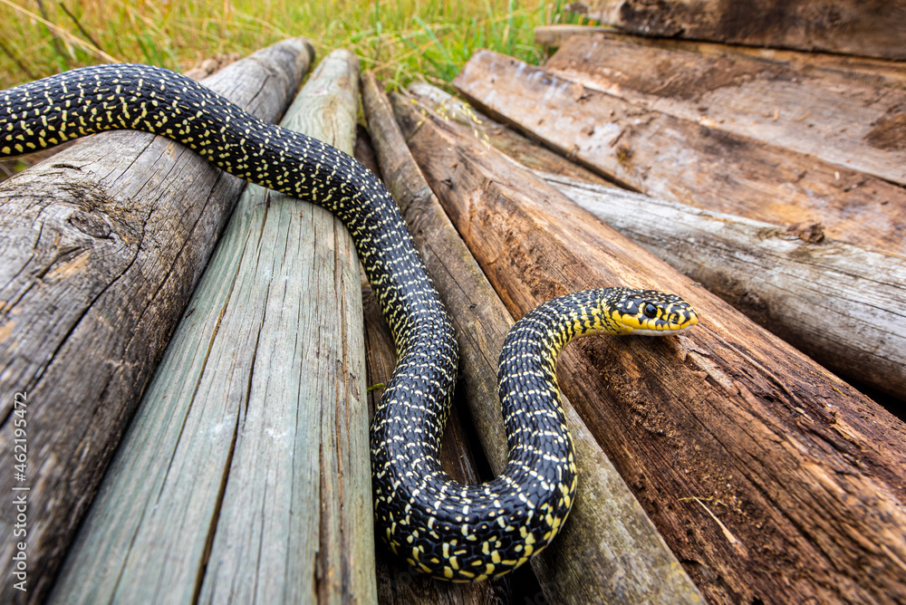 Couleuvre verte et jaune, Hierophis viridiflavus Photos | Adobe Stock