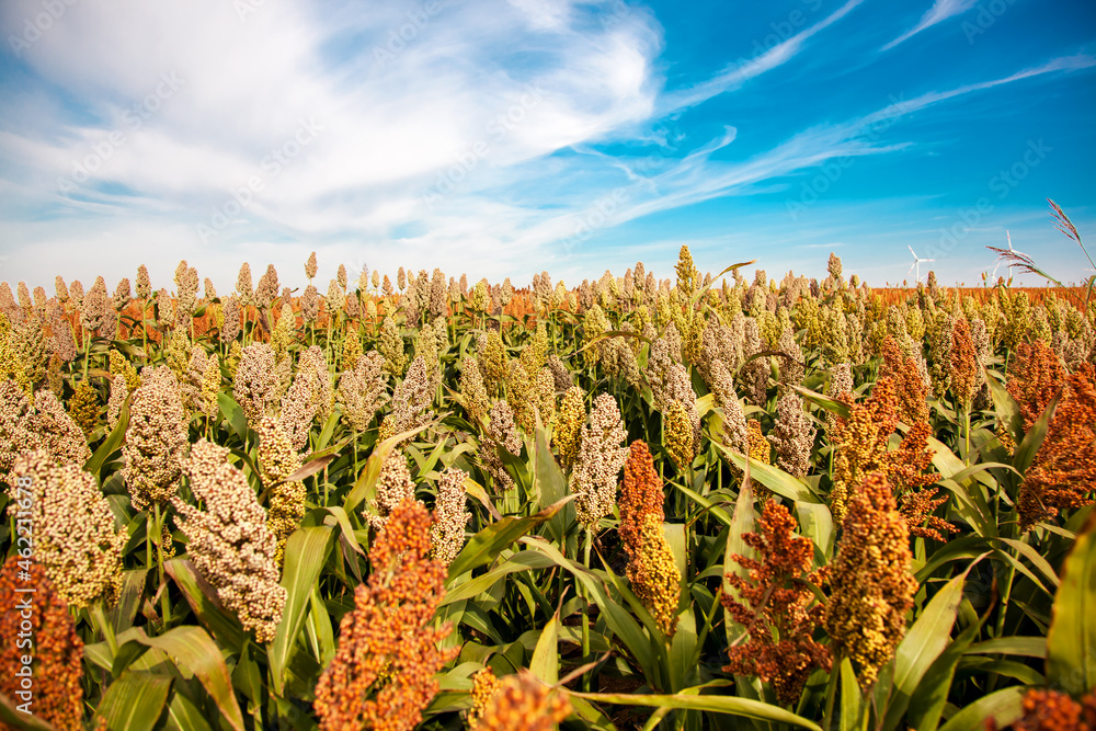 Poster Biofuel and Food, Sorghum Plantation industry – Wall Art | UkPosters