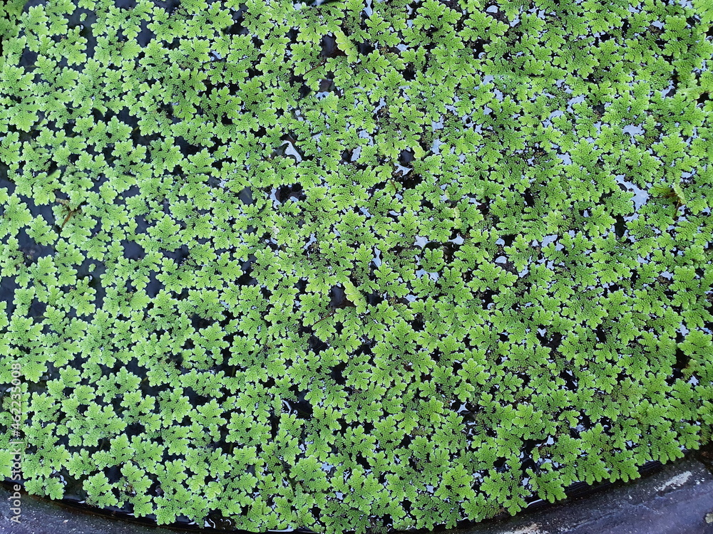 Duckweed is a floating species of fern that is commonly grown in ponds ...