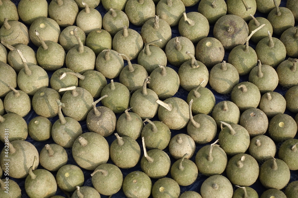 Ripe Wood Apple fruits (Limonia Acidissima) are lined up under the open ...