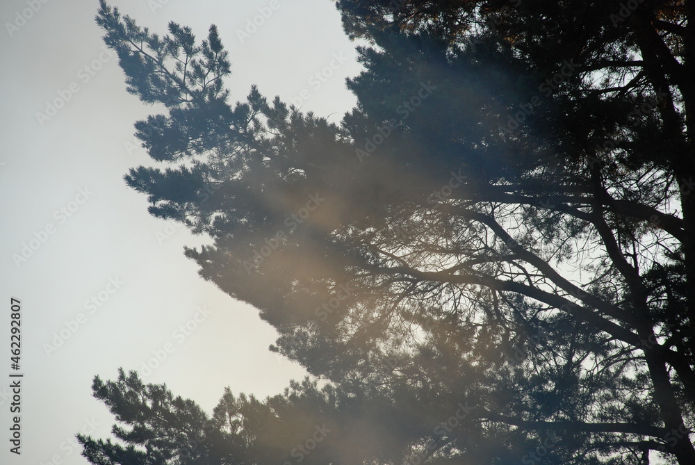 Long curved pine branches. A small haze has appeared in the rays of the ...
