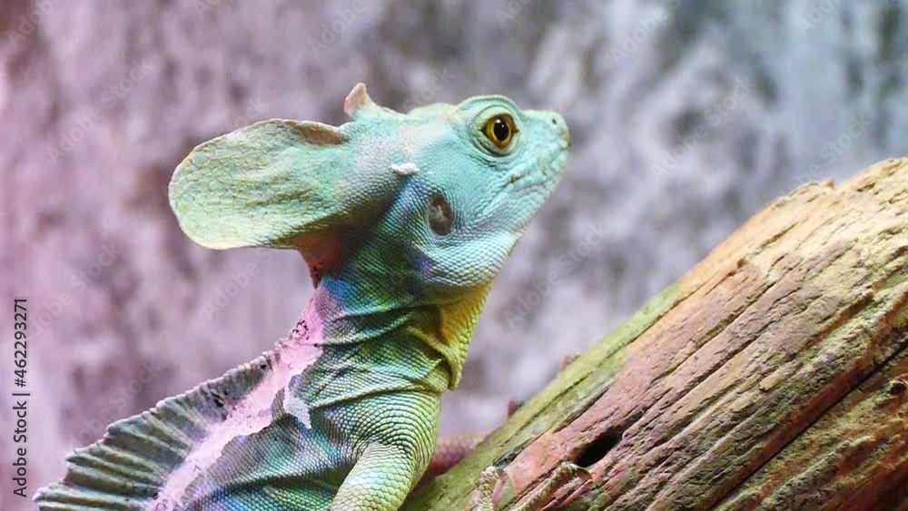 Green Crested Basilisk look in slow motion. Green chameleon holding up ...
