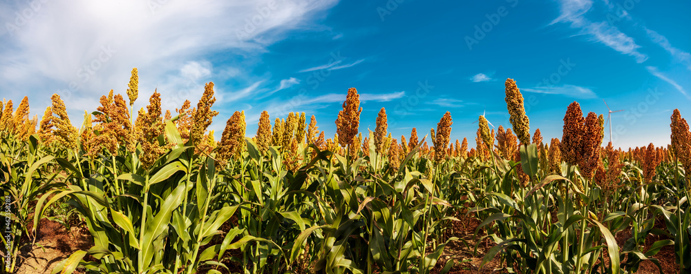Poster Biofuel and new boom Food, Sorghum Plantation industry – Wall ...