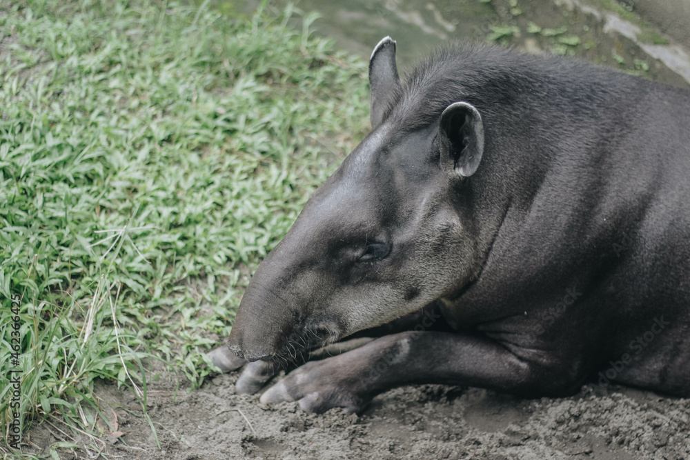 South American tapir (Tapirus terrestris), also known as the Brazilian ...